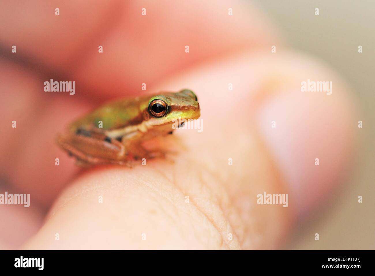 Frosch auf menschliche hand -Fotos und -Bildmaterial in hoher Auflösung ...