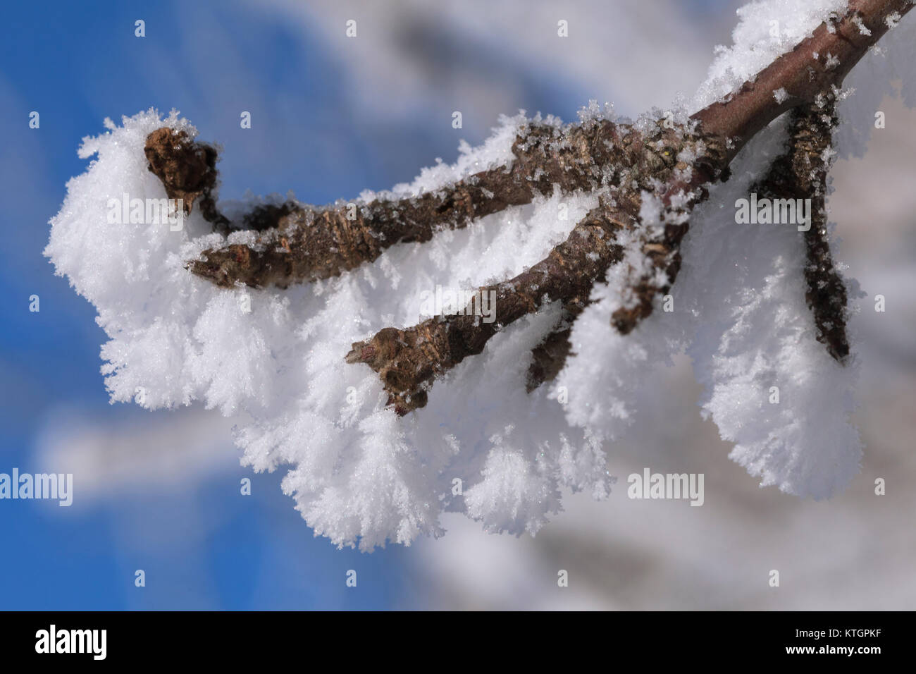 Frost ast -Fotos und -Bildmaterial in hoher Auflösung – Alamy