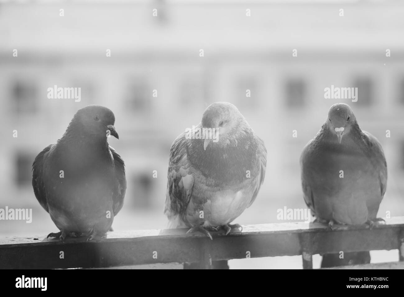 Braune taube Schwarzweiß-Stockfotos und -bilder - Alamy