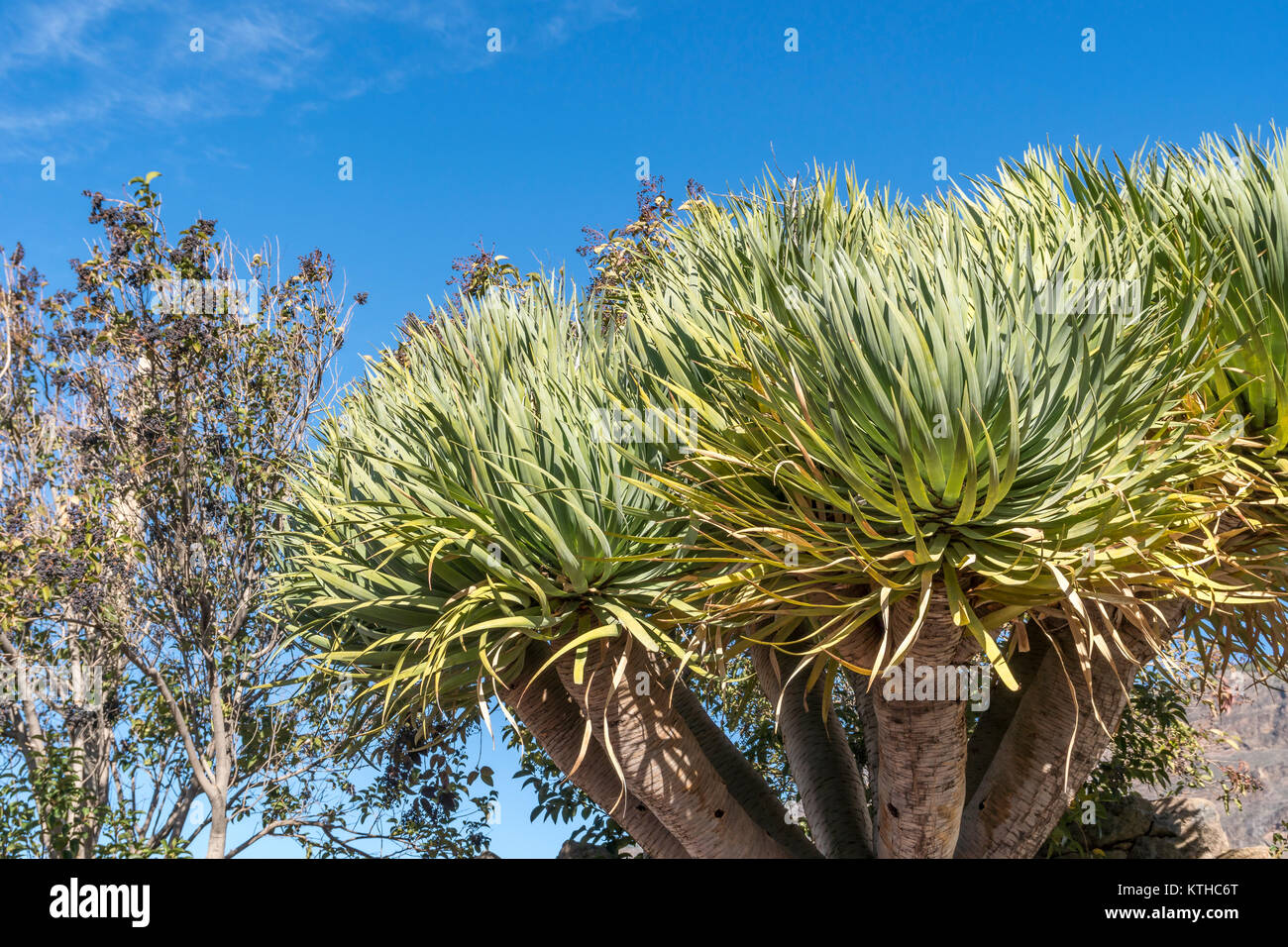 Flora madeira dragon tree dracaena -Fotos und -Bildmaterial in hoher ...