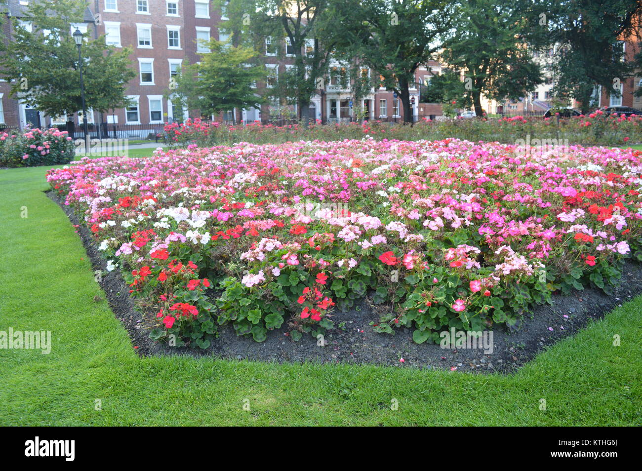 Leeds rosen -Fotos und -Bildmaterial in hoher Auflösung – Alamy