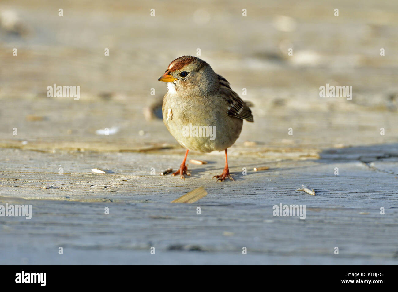 Spatz spielen -Fotos und -Bildmaterial in hoher Auflösung – Alamy