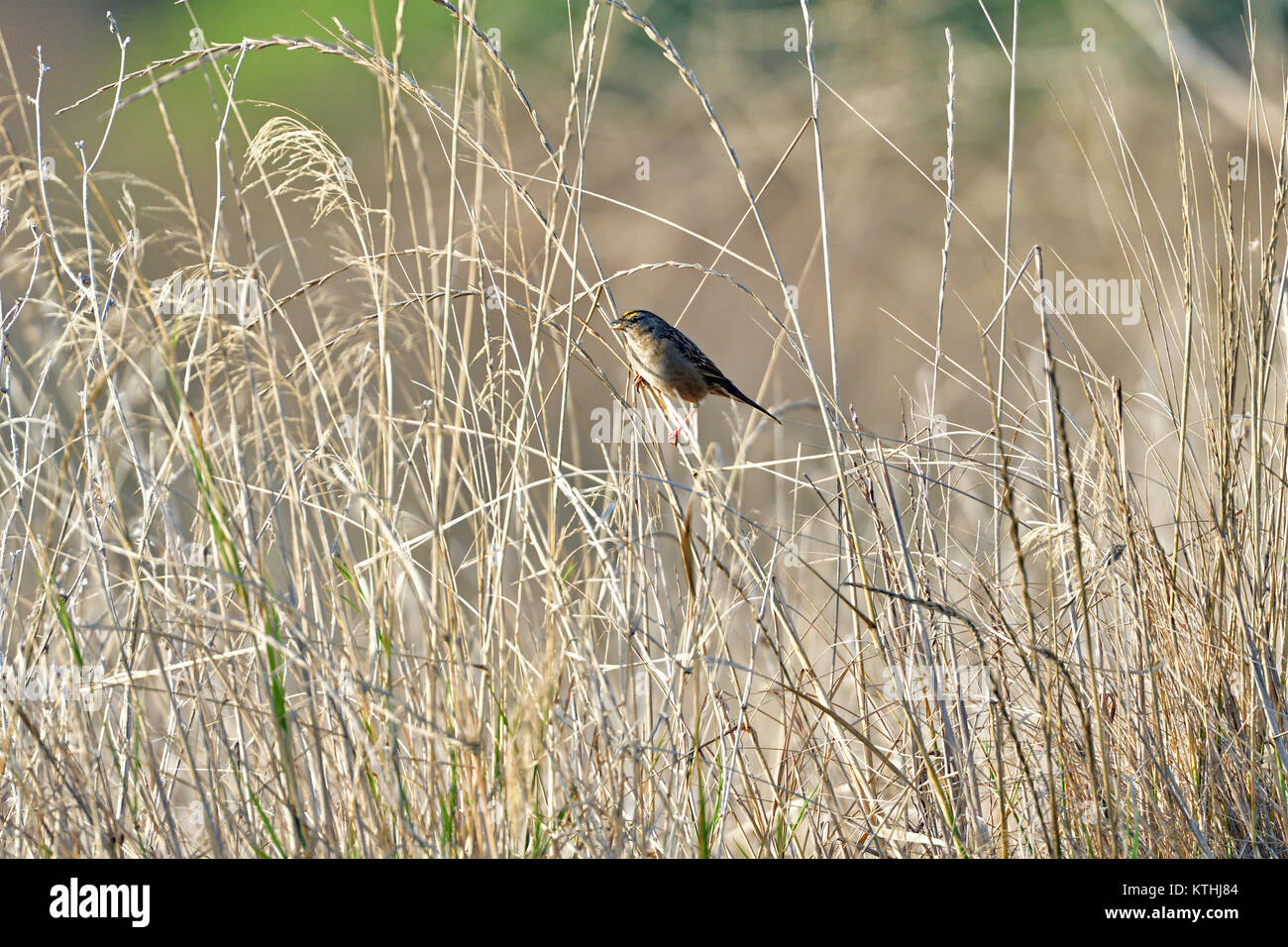 Spatz spielen -Fotos und -Bildmaterial in hoher Auflösung – Alamy