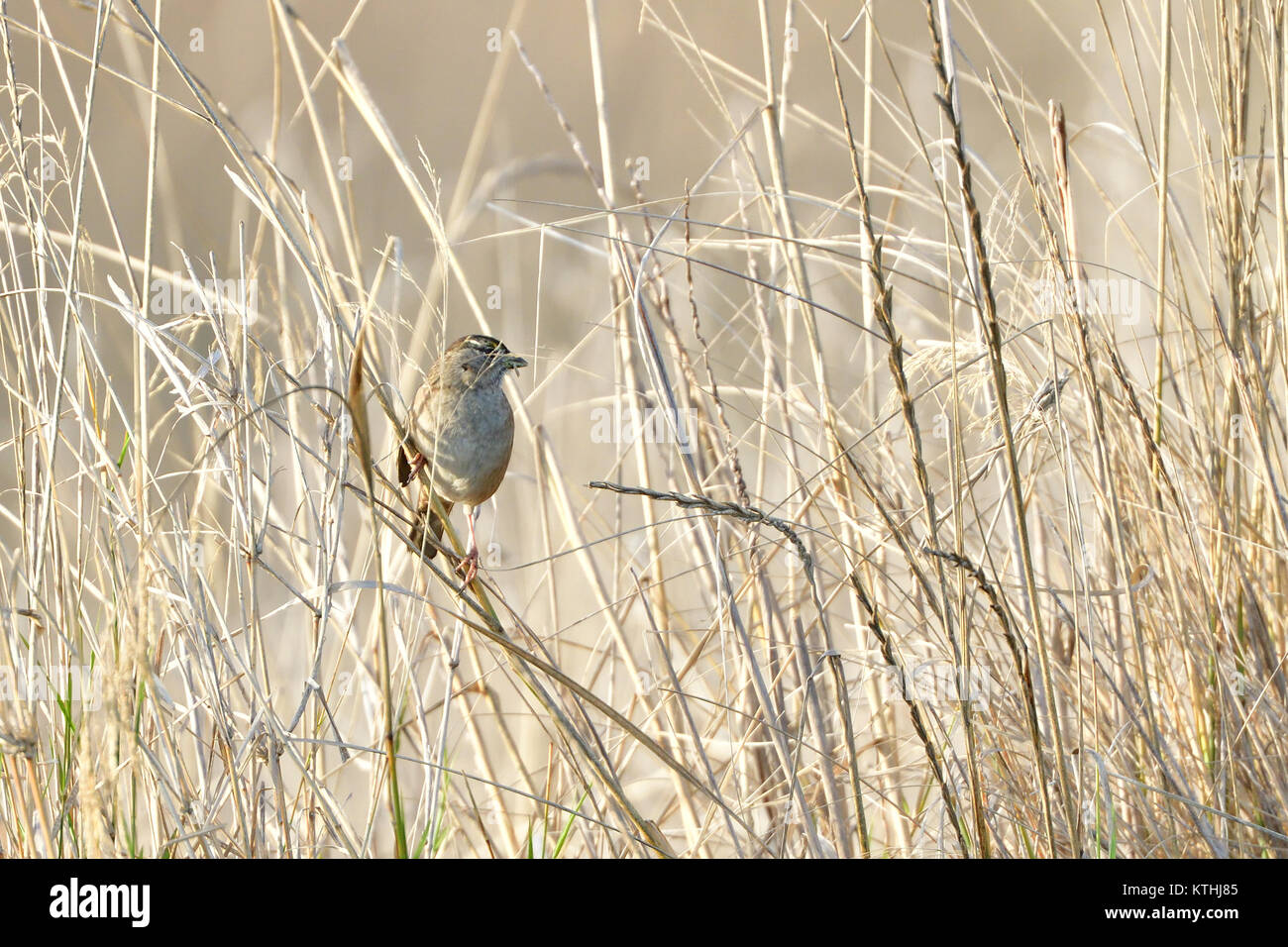 Spatz spielen -Fotos und -Bildmaterial in hoher Auflösung – Alamy