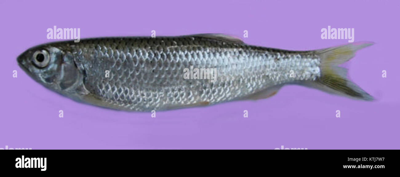 Barilius Borali barila Fisch in Bengali Stockfotografie - Alamy