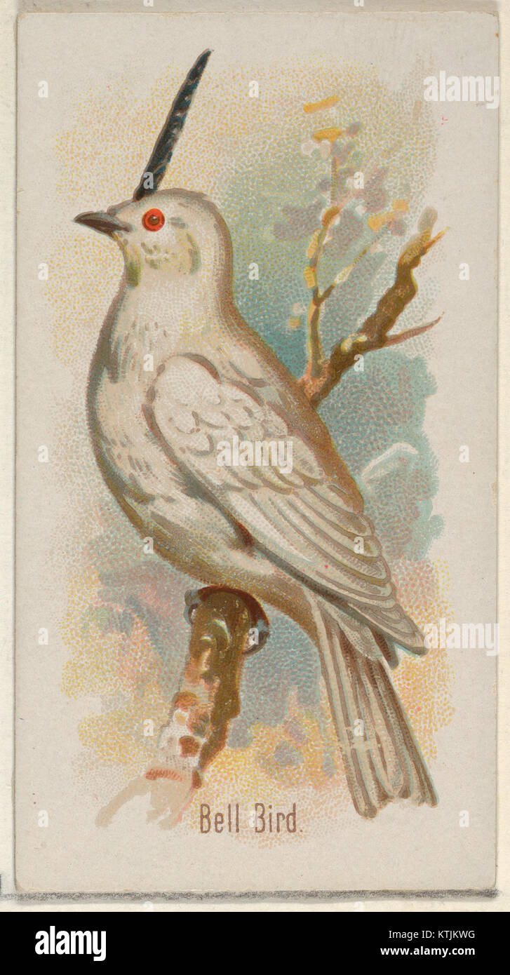 Der Bell Bird, der in der Song Birds of the World-Serie von Allen ...