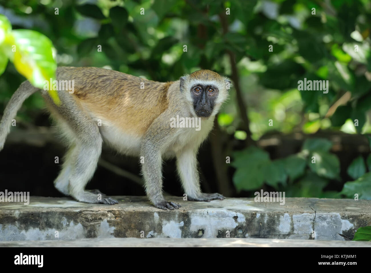 Affe afrika -Fotos und -Bildmaterial in hoher Auflösung – Alamy