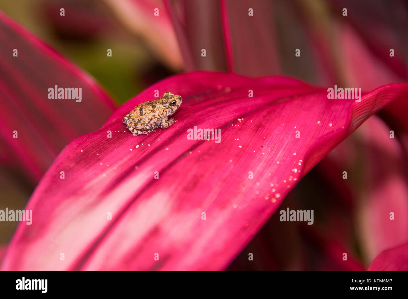 Tiny frog -Fotos und -Bildmaterial in hoher Auflösung – Alamy