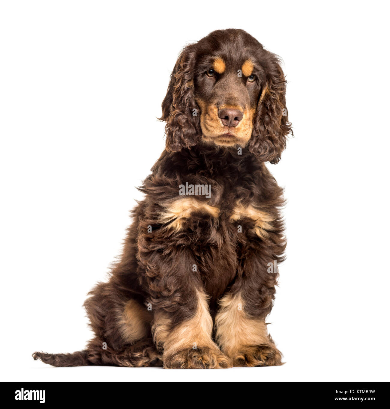 Brauner cockerspaniel -Fotos und -Bildmaterial in hoher Auflösung – Alamy