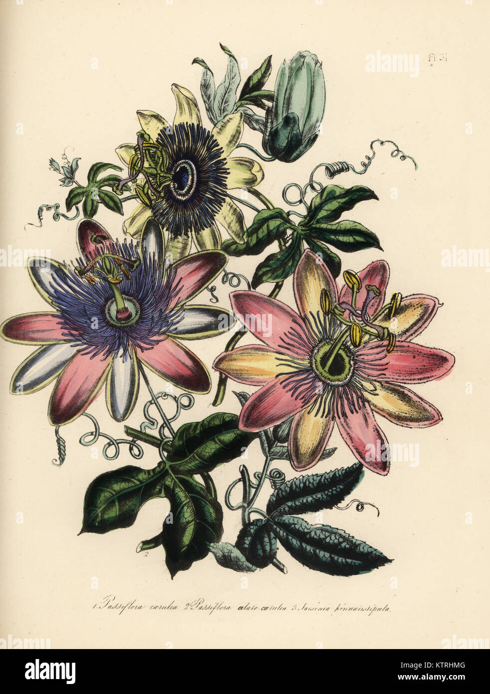 Passiflora alato caerulea -Fotos und -Bildmaterial in hoher Auflösung ...