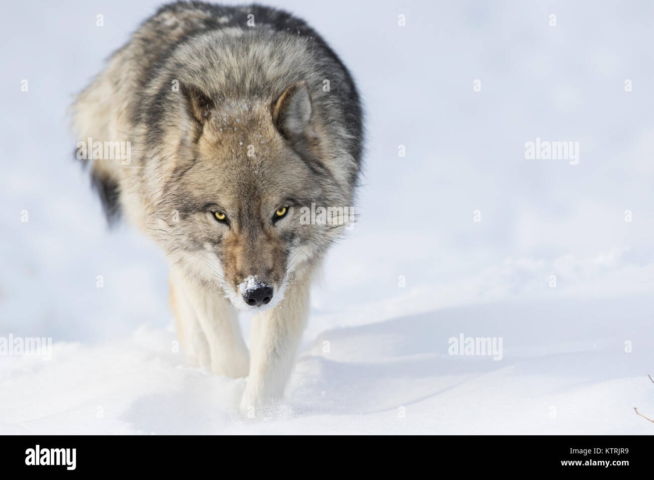 Captive gray wolf portrait winter -Fotos und -Bildmaterial in hoher Auflösung – Alamy