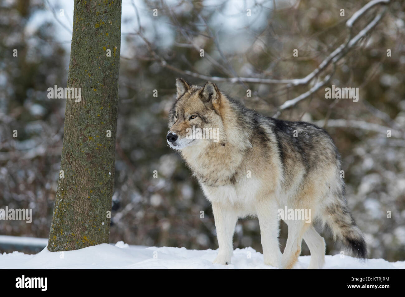 Captive gray wolf portrait winter -Fotos und -Bildmaterial in hoher ...