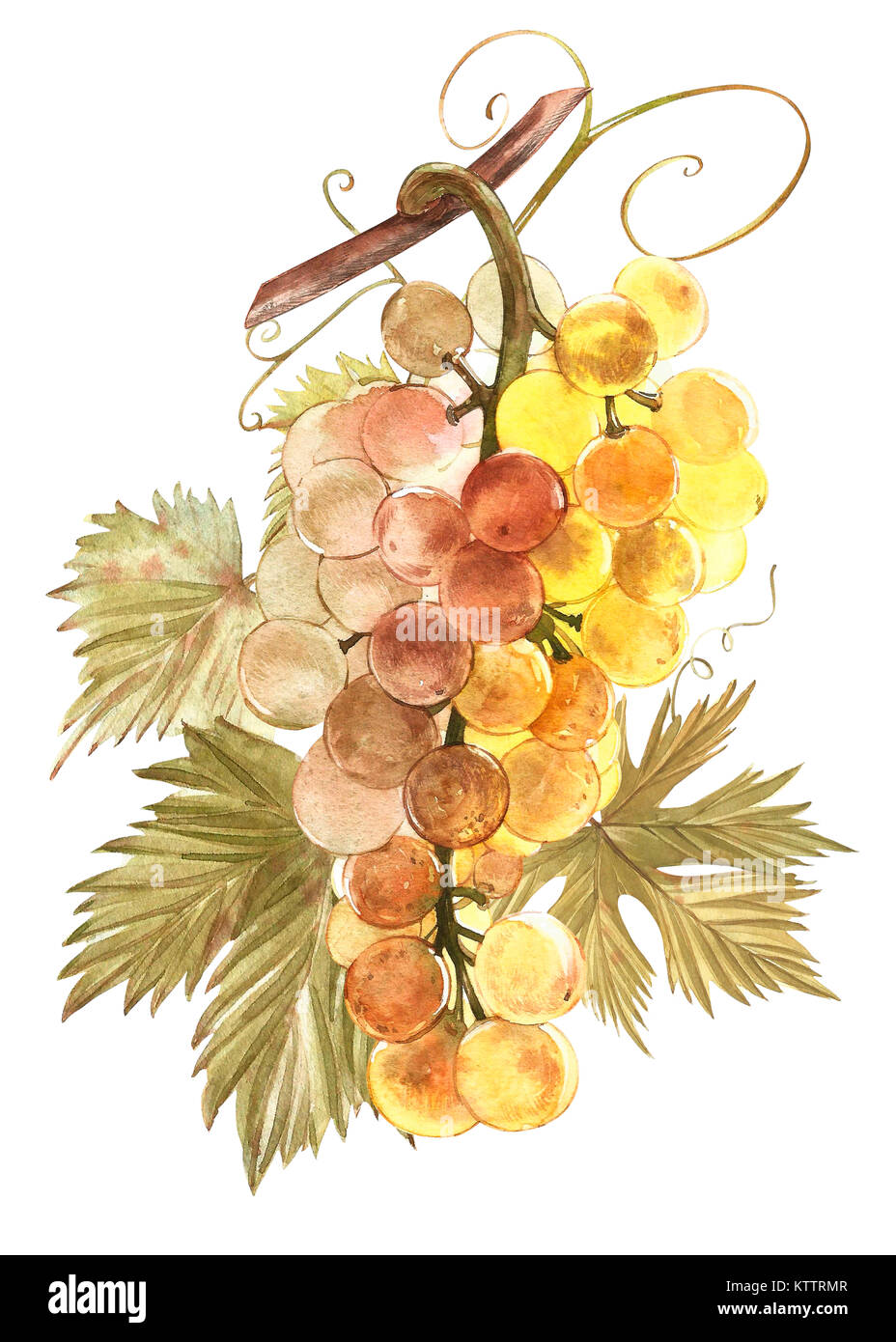 Aquarell Abbildung der Trauben. Hand watercolor Illustration gezeichnet ...