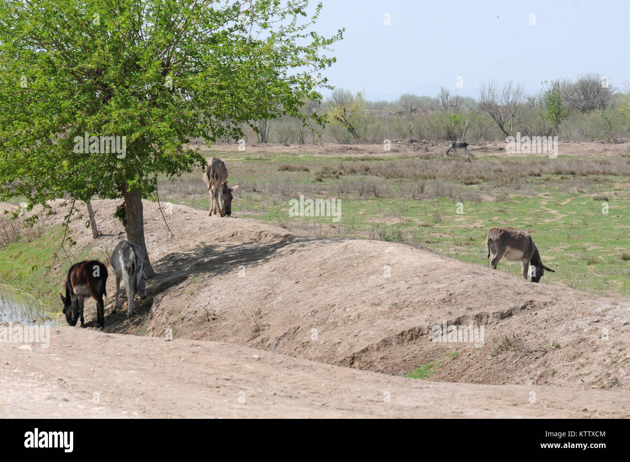 Shor tepah -Fotos und -Bildmaterial in hoher Auflösung – Alamy