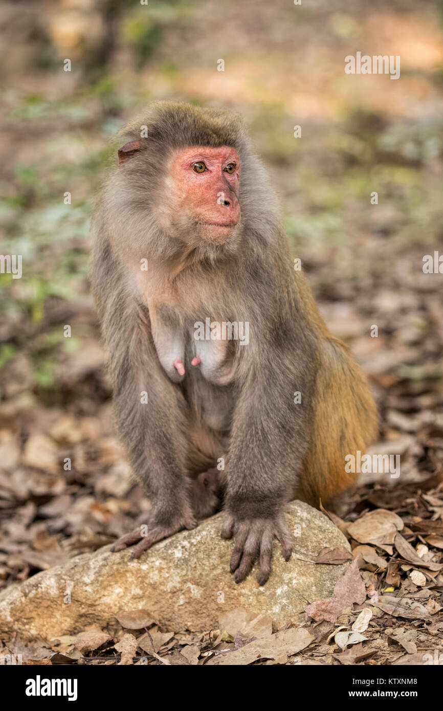 Der Rhesusfaktor Macaque Macaca Mulatta gehört zu den bekanntesten ...