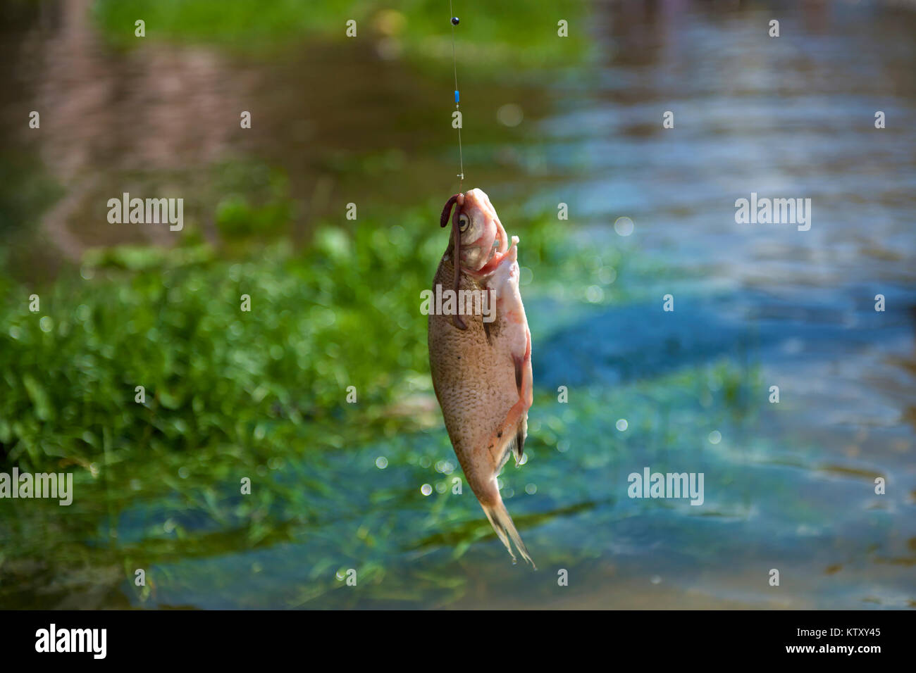 Frischer fisch vom fluss -Fotos und -Bildmaterial in hoher Auflösung – Alamy