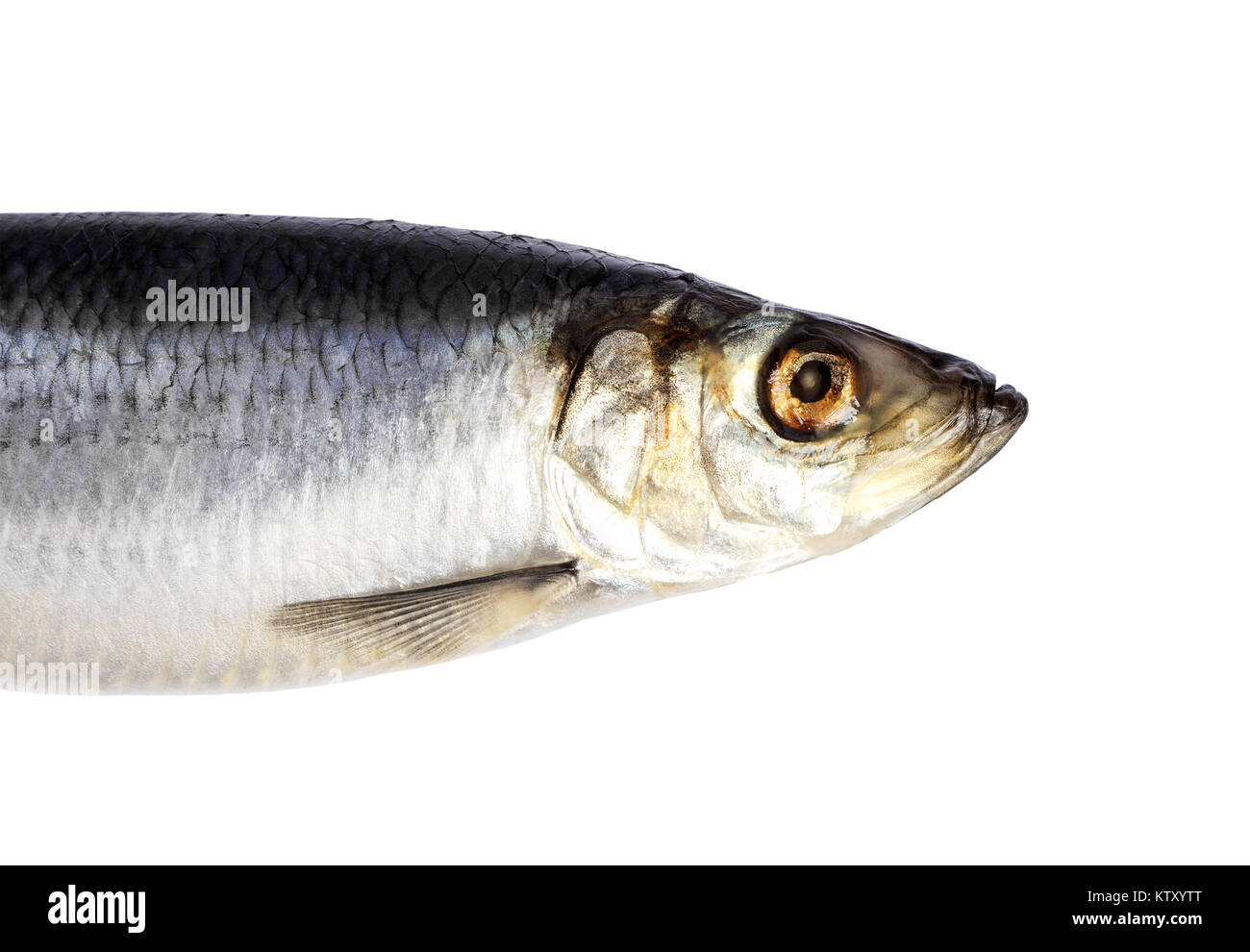 Hering Fisch Stockfotos und -bilder Kaufen - Alamy