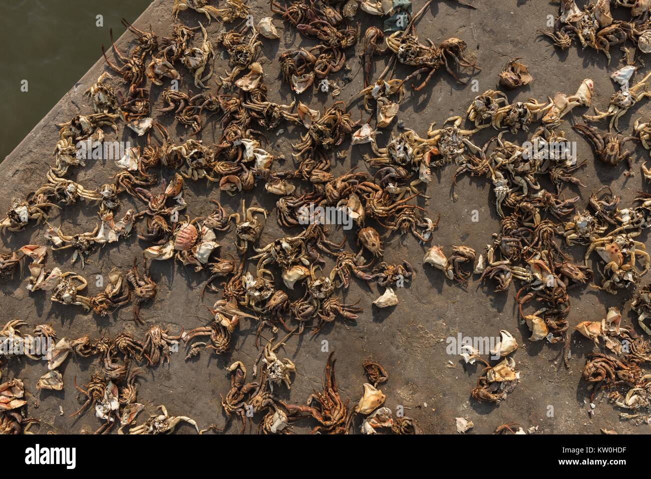 Hummer krabben austern -Fotos und -Bildmaterial in hoher Auflösung – Alamy