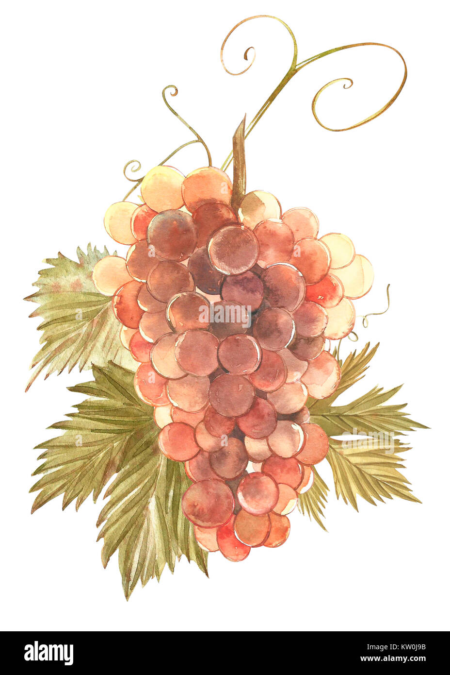 Aquarell Abbildung der Trauben. Hand watercolor Illustration gezeichnet ...