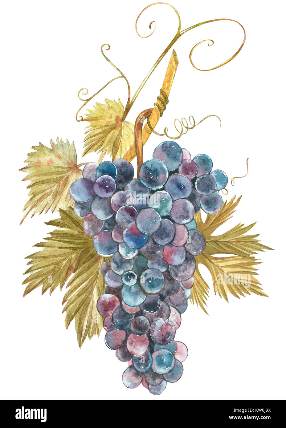 Aquarell Abbildung der Trauben. Hand watercolor Illustration gezeichnet ...