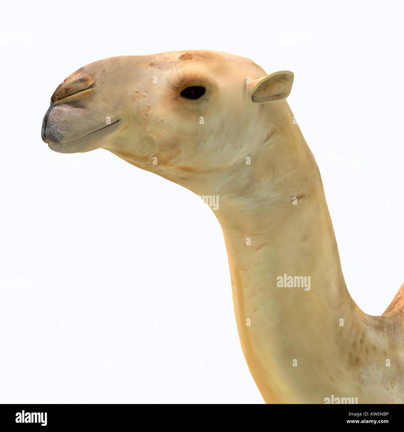 Camelops hesternus -Fotos und -Bildmaterial in hoher Auflösung – Alamy