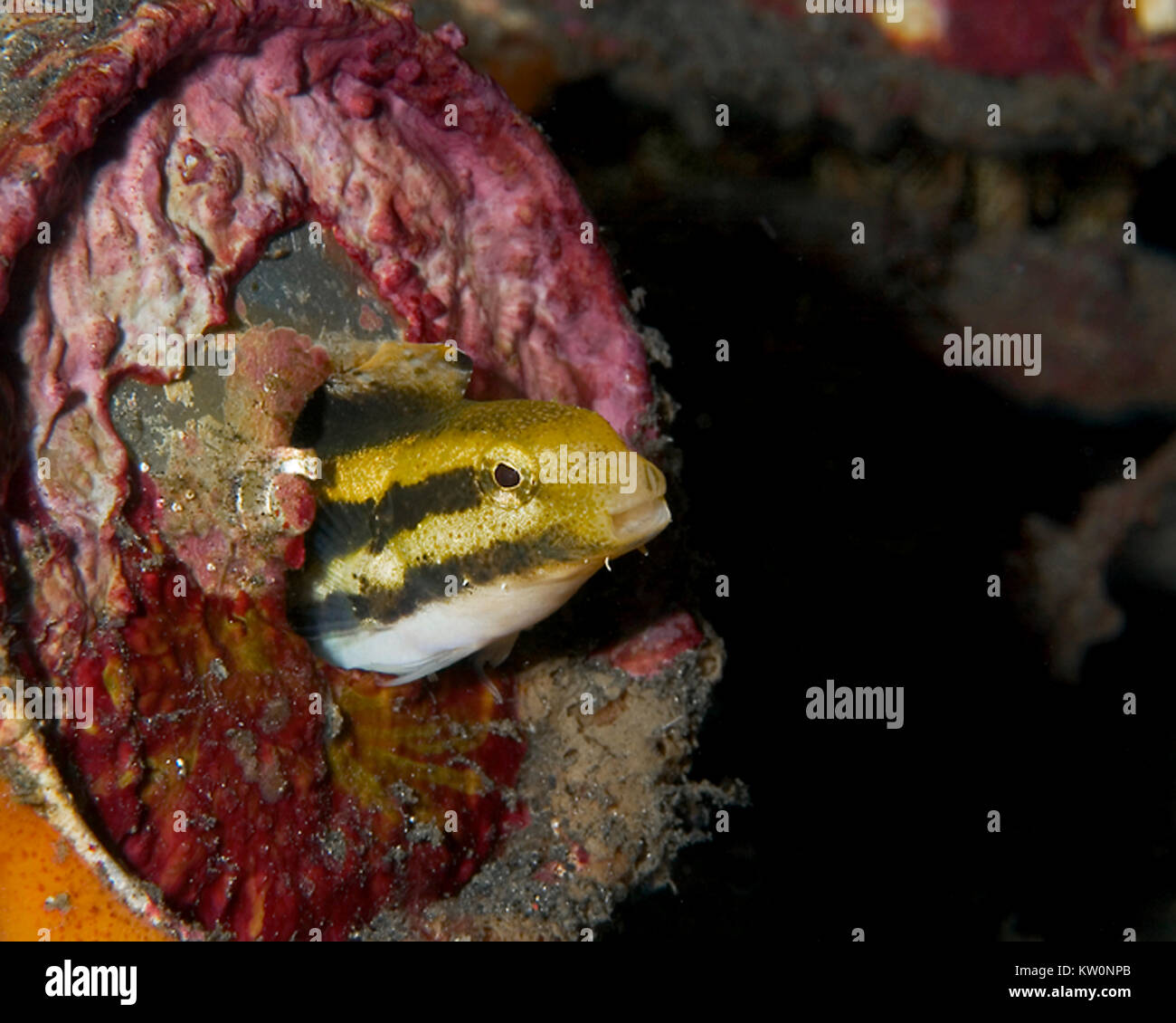 Fische, die im salzwasser leben -Fotos und -Bildmaterial in hoher Auflösung – Alamy