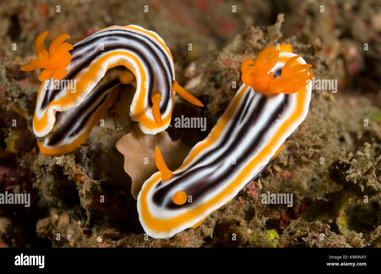 Weichtiere paarung -Fotos und -Bildmaterial in hoher Auflösung – Alamy