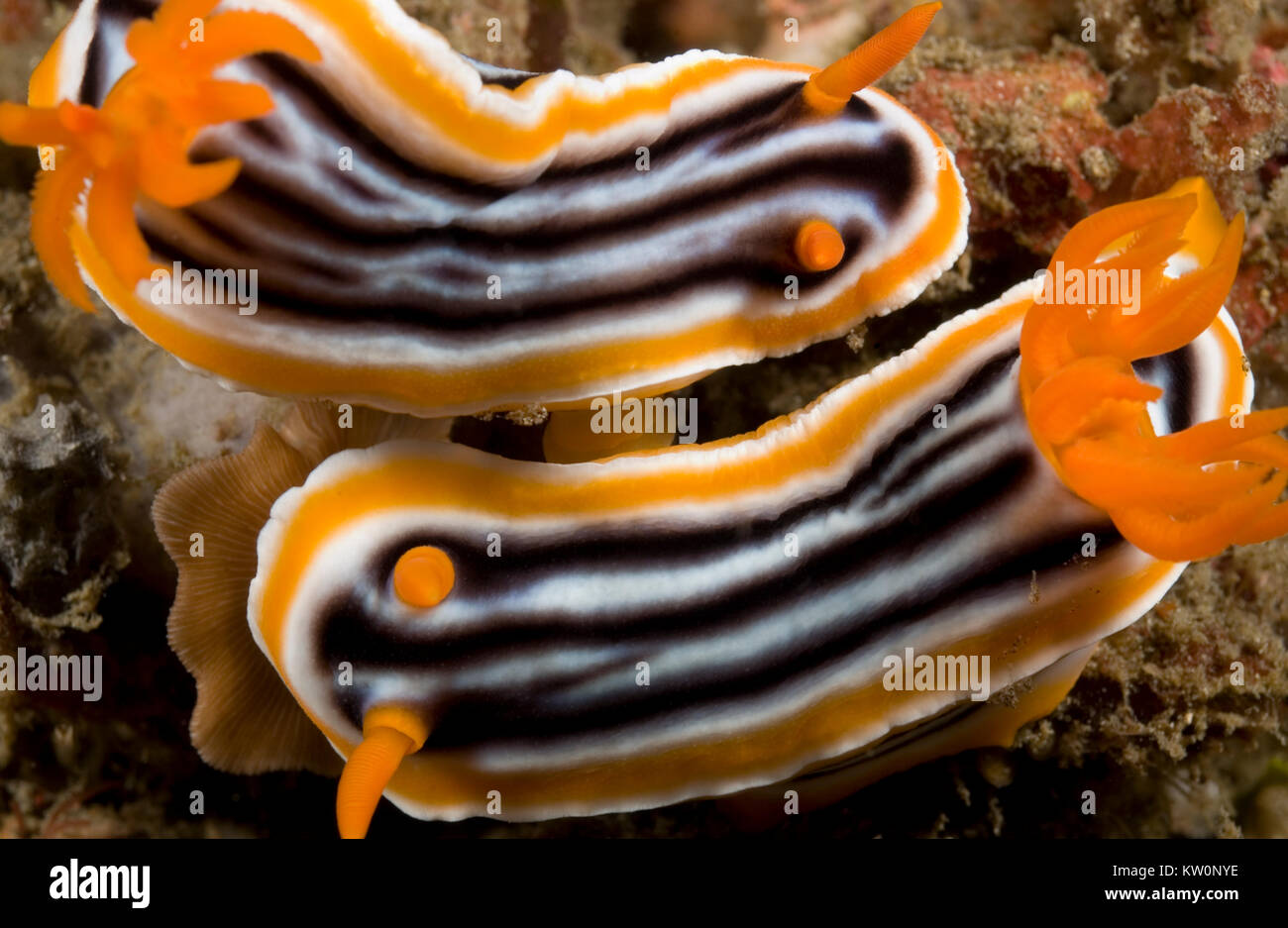 Nacktschnecken indopazifik -Fotos und -Bildmaterial in hoher Auflösung ...