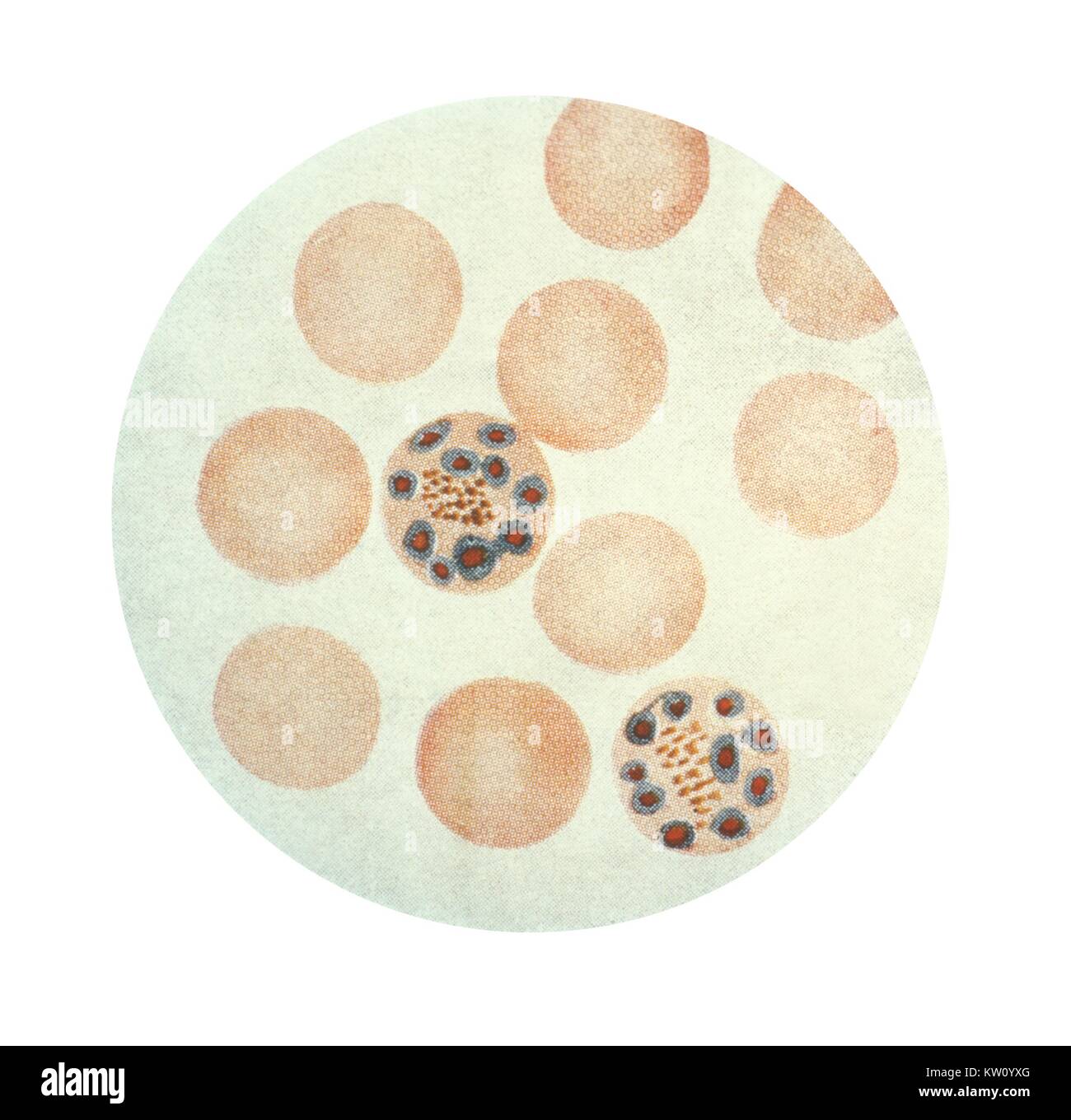 Malaria merozoiten -Fotos und -Bildmaterial in hoher Auflösung – Alamy