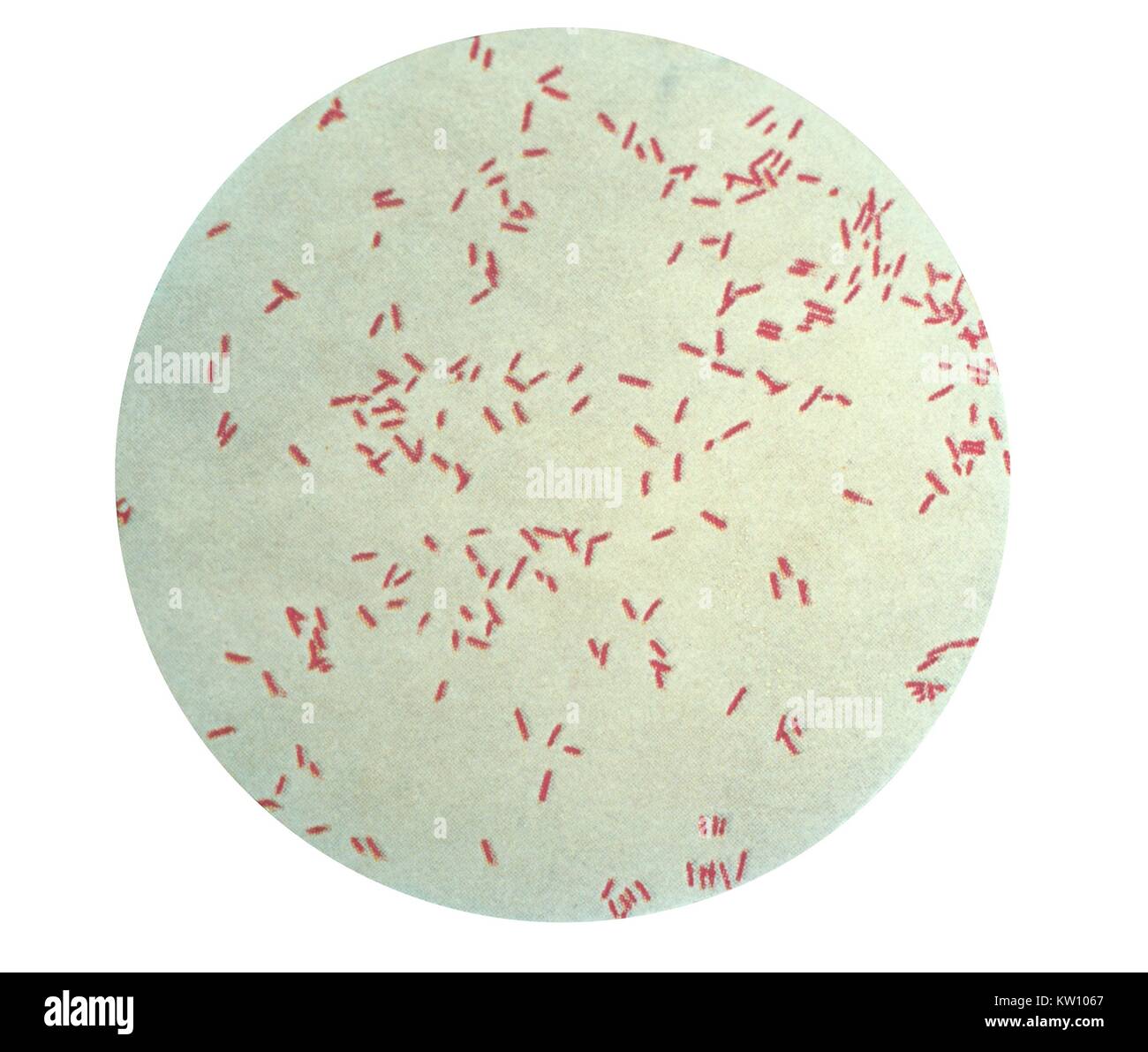 Bacillus subtilis bacteria -Fotos und -Bildmaterial in hoher Auflösung ...