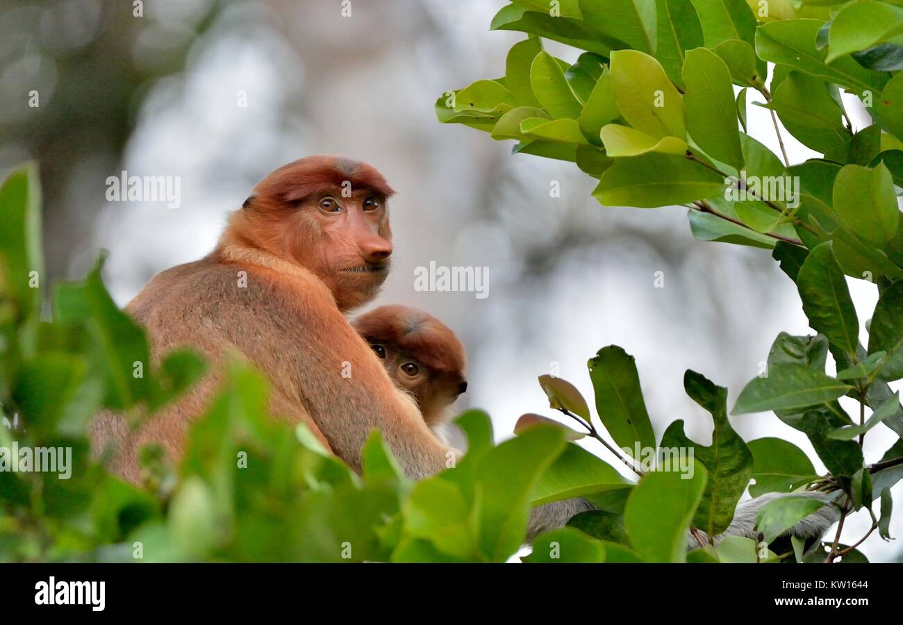 Weiblicher nasenaffe -Fotos und -Bildmaterial in hoher Auflösung – Alamy