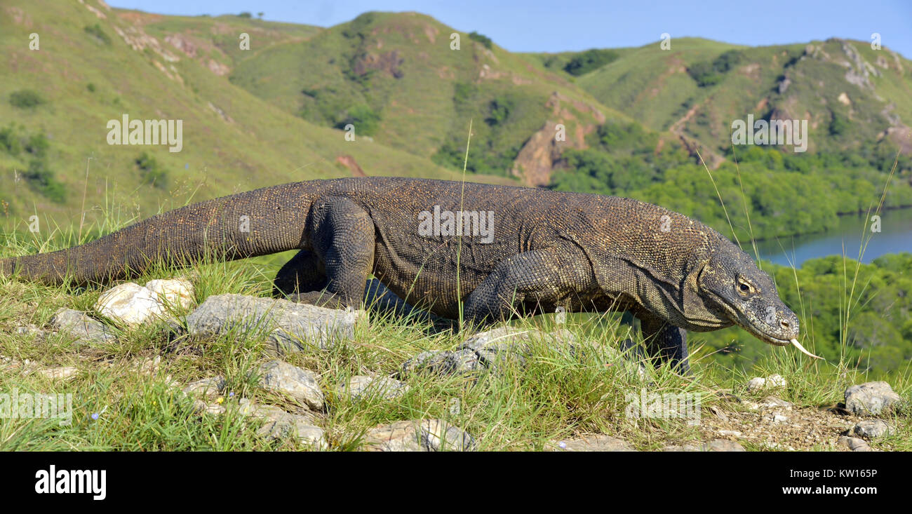 Komodo Waran (Varanus komodoensis) im natürlichen Lebensraum. Größte lebende Echse der Welt ...