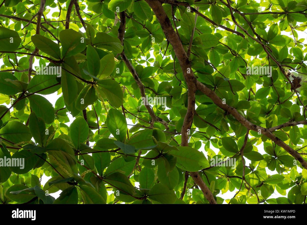 Bengalischer mandelbaum -Fotos und -Bildmaterial in hoher Auflösung – Alamy