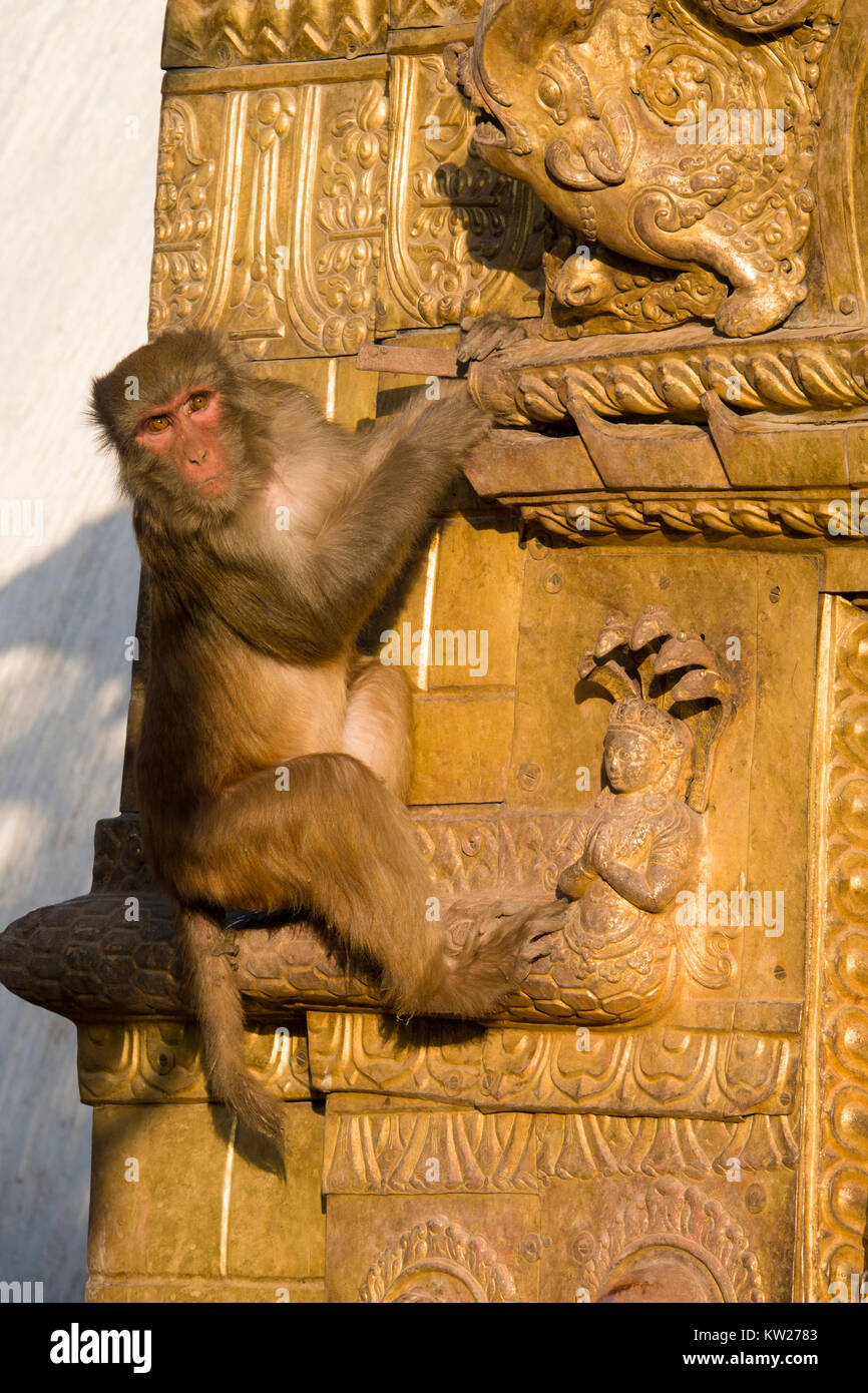 Rhesus macaque monkey -Fotos und -Bildmaterial in hoher Auflösung – Alamy