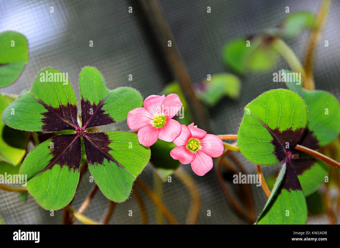 Rosa vier Blätter Klee Blumen, grünen Blätter Kleeblatt, lucky Symbol ...