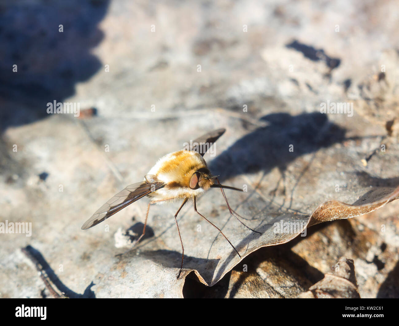 Proboscis zoology -Fotos und -Bildmaterial in hoher Auflösung - Seite 4 ...