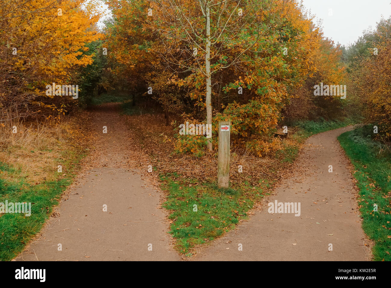 Waldweg wege -Fotos und -Bildmaterial in hoher Auflösung – Alamy