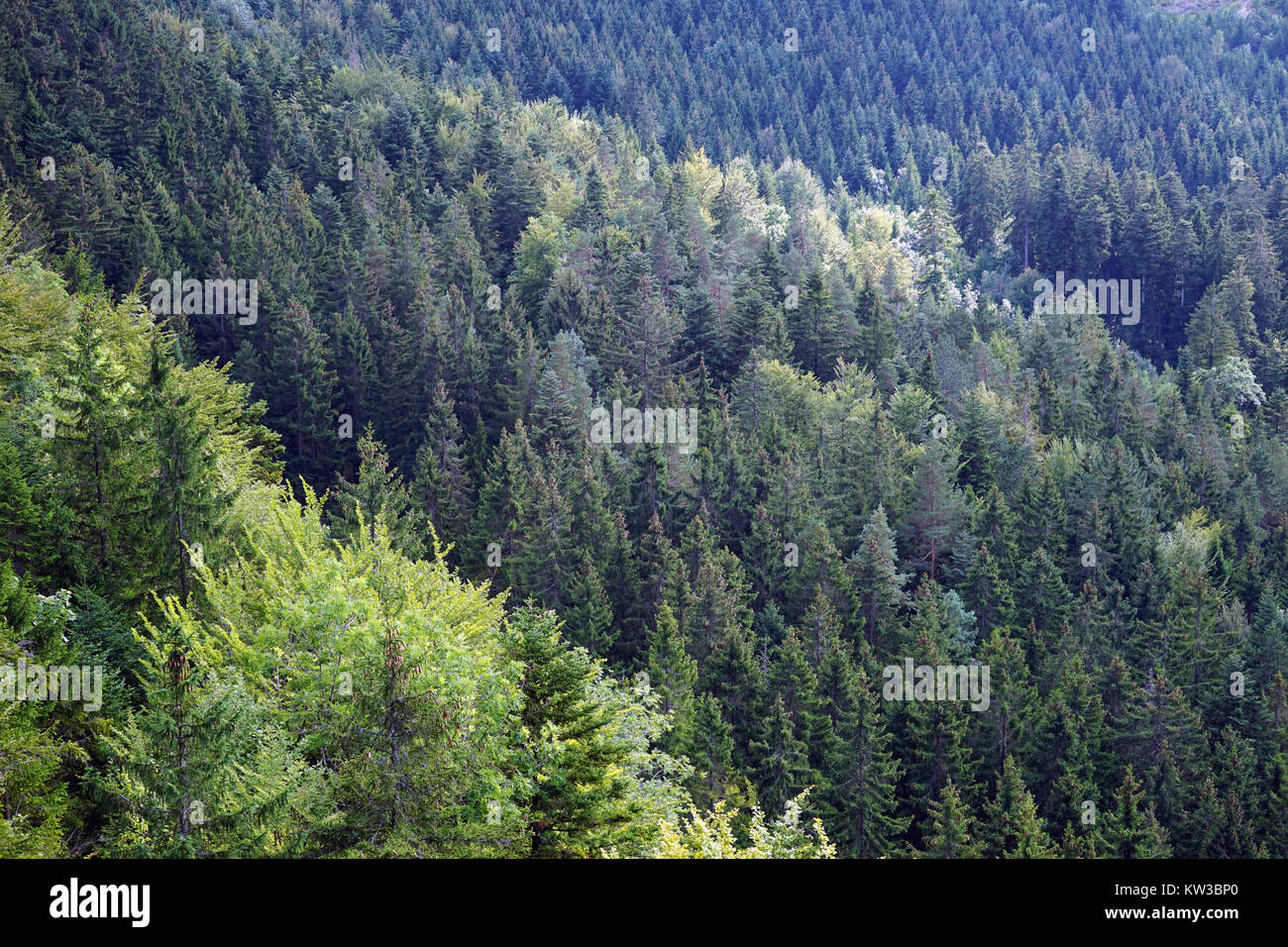 Grüner tannenbaumwald -Fotos und -Bildmaterial in hoher Auflösung – Alamy