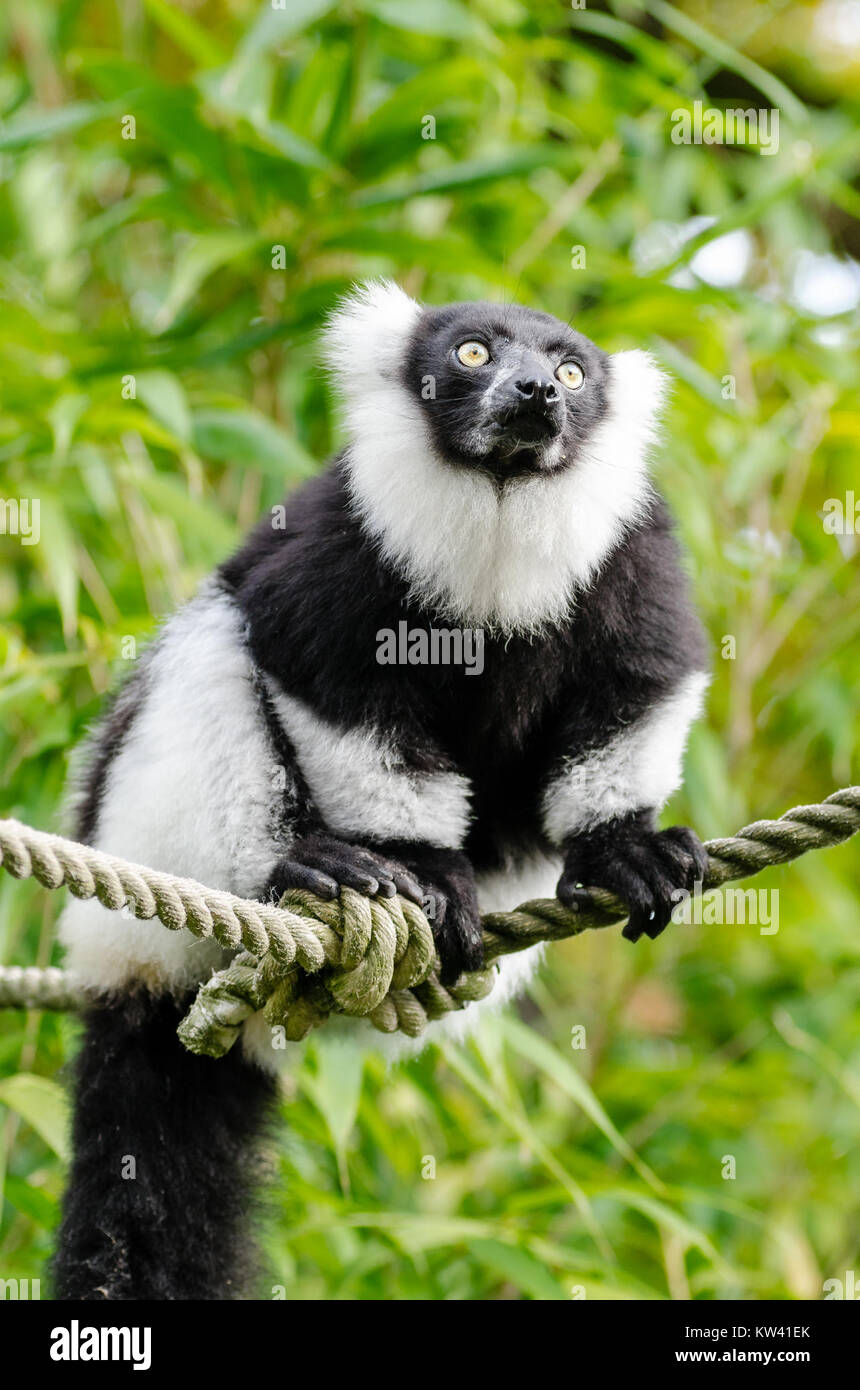 Die Black and White Ruffed Lemur (Varecia variegata) ist ein in ...