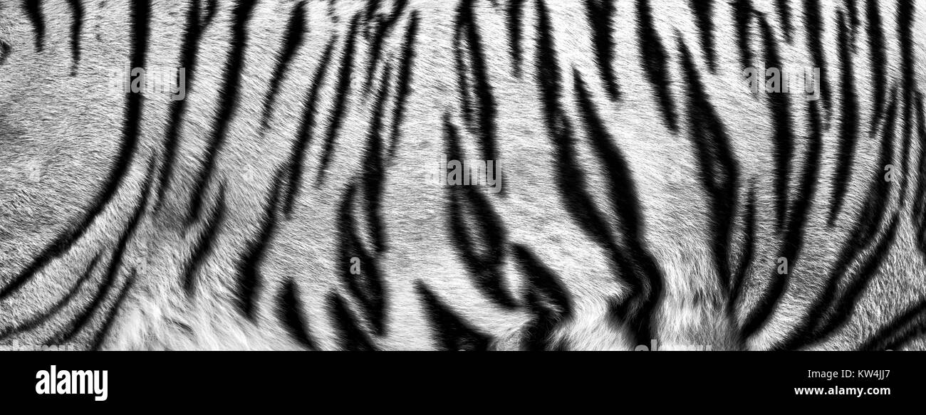 Textur von echten Tiger Skin, schwarz-weißen Fell Stockfotografie - Alamy