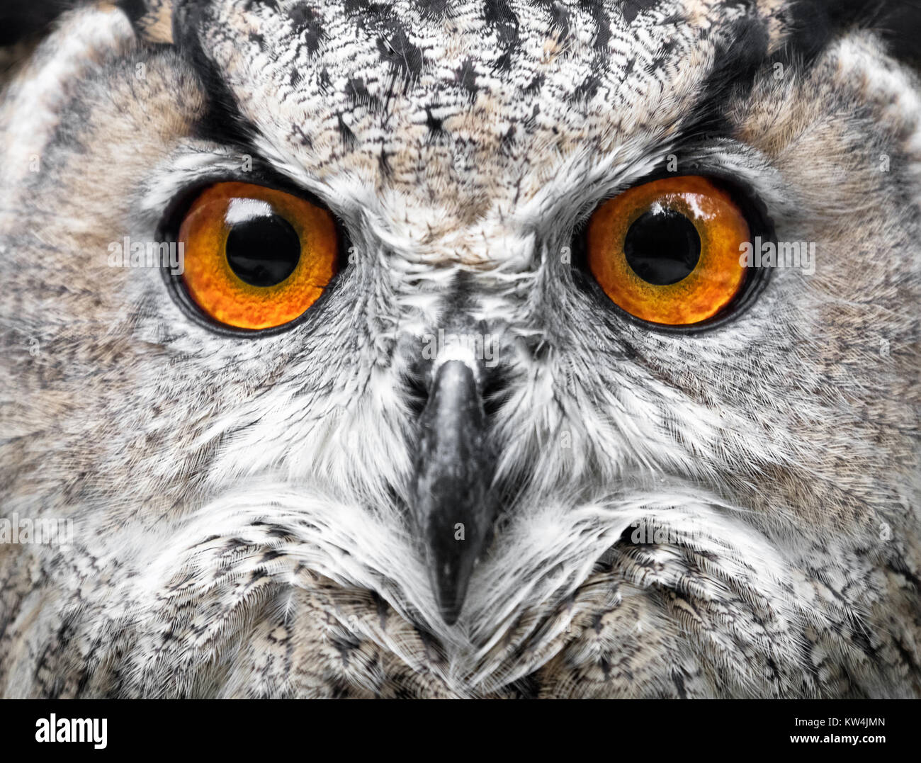 Wildes Auge Stockfotos und -bilder Kaufen - Alamy