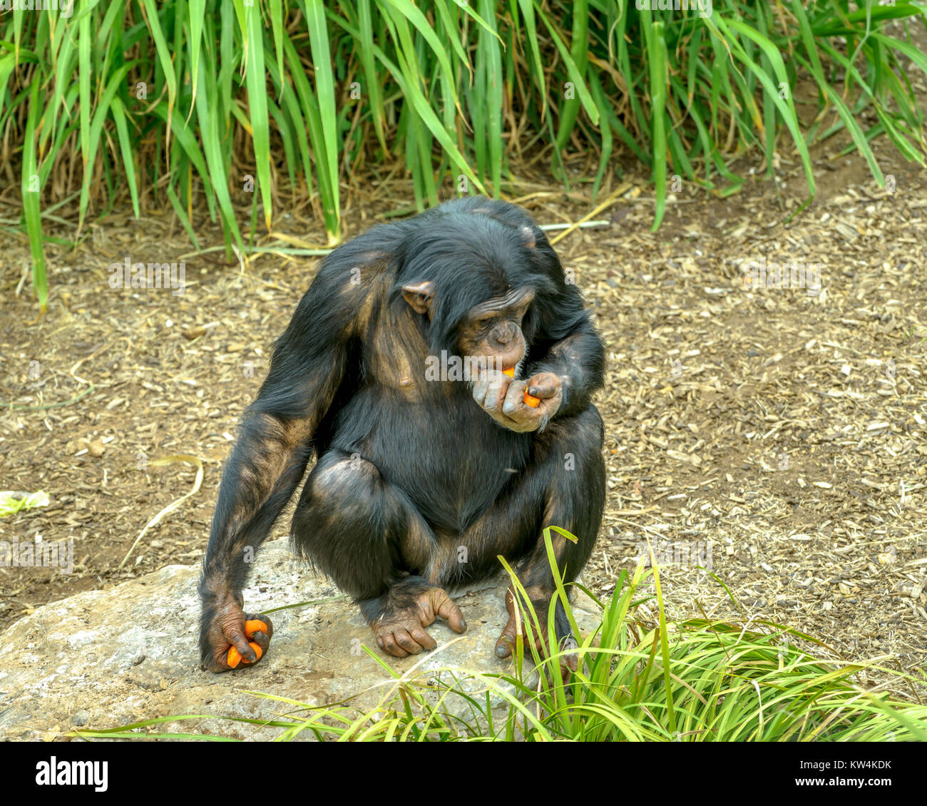 östliche schimpansen -Fotos und -Bildmaterial in hoher Auflösung – Alamy