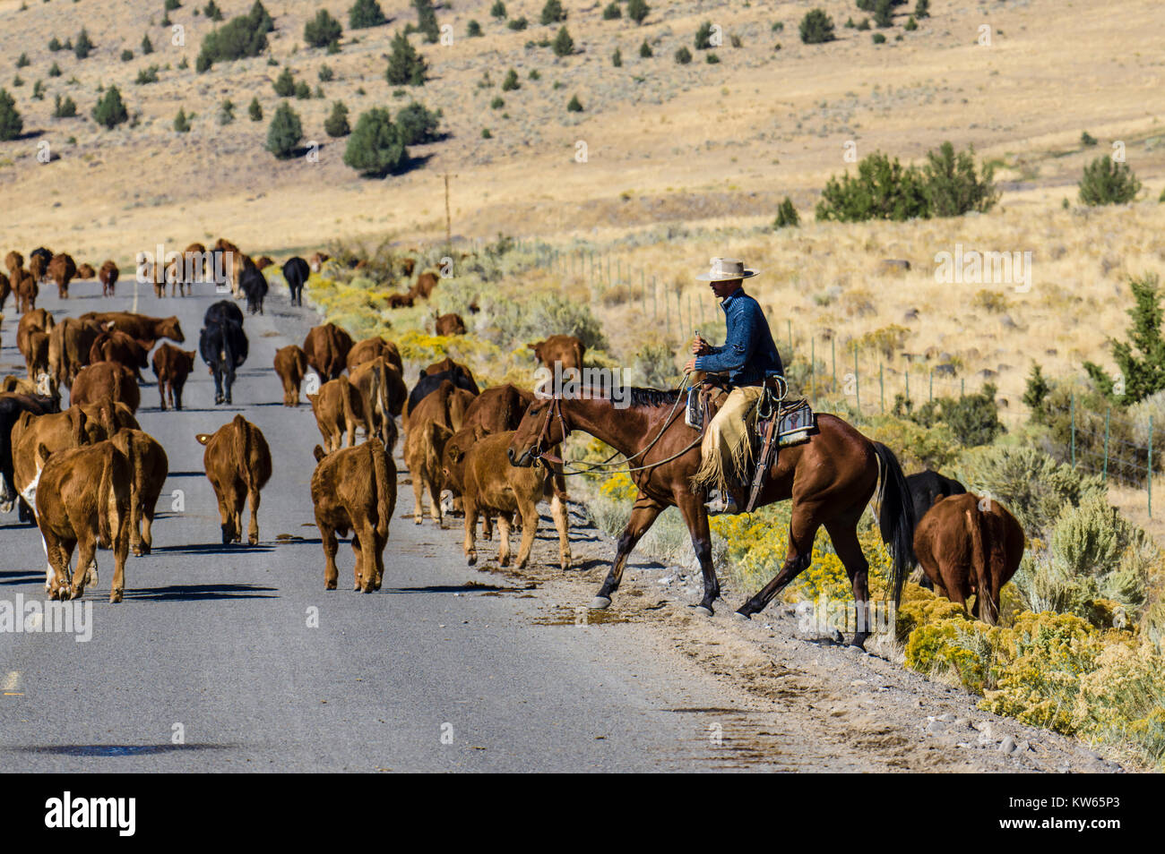 Cowboy herding Rinder bei einem Viehtrieb entlang Catlow Valley Road in ...