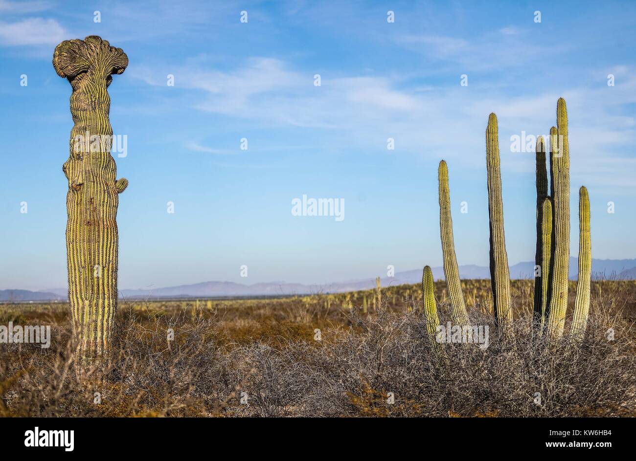 Especies de matorral -Fotos und -Bildmaterial in hoher Auflösung – Alamy