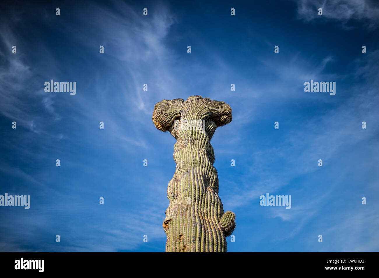 Especies de matorral -Fotos und -Bildmaterial in hoher Auflösung – Alamy