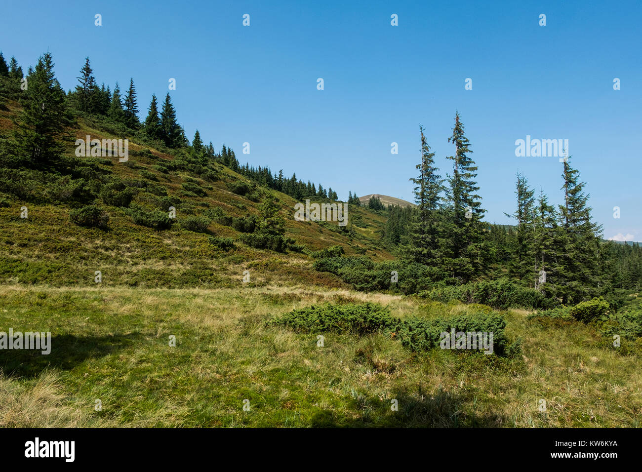 Pisten der Karpaten mit dichter Vegetation (Ukraine, Karpaten ...