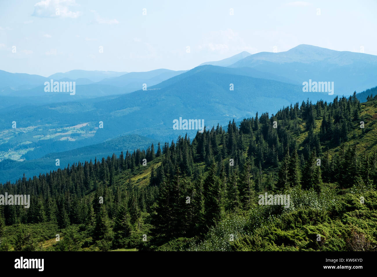 Pisten der Karpaten mit dichter Vegetation (Ukraine, Karpaten ...