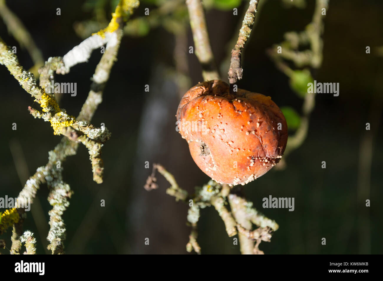 Fauler apfel am baum -Fotos und -Bildmaterial in hoher Auflösung – Alamy