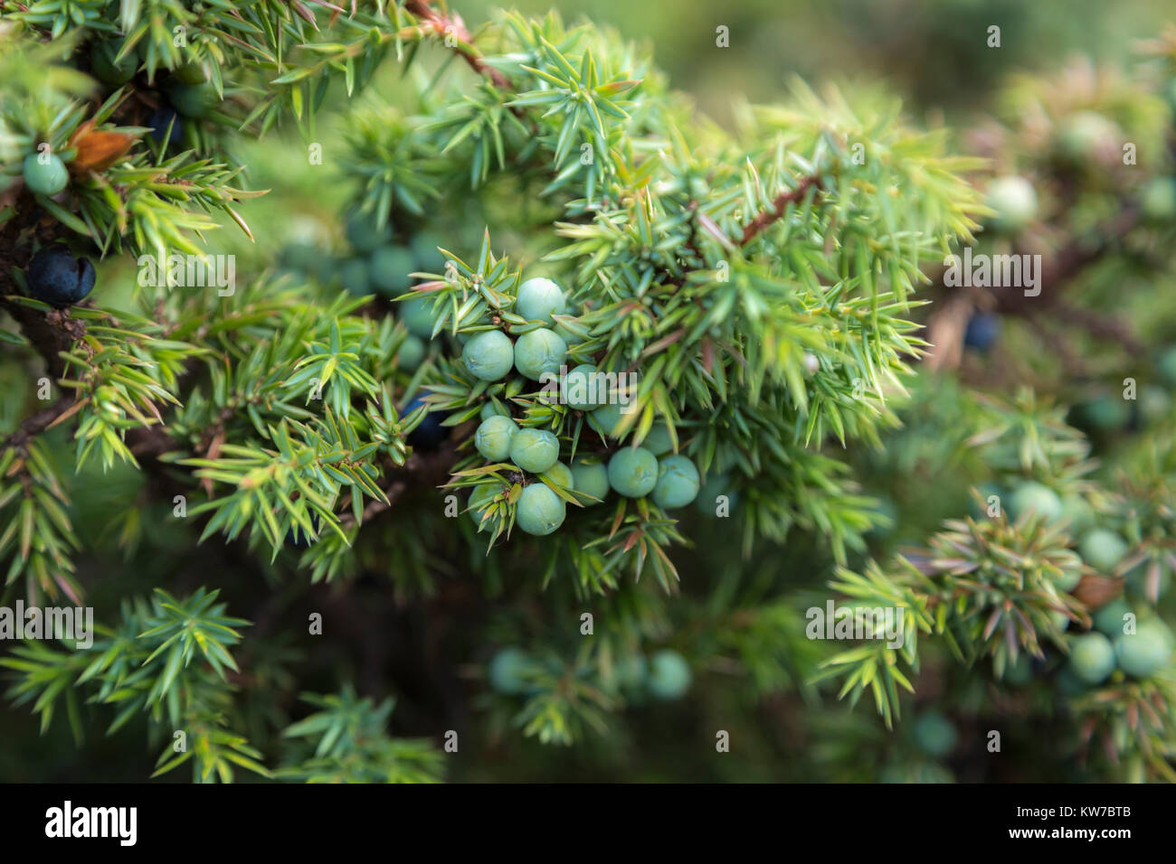 Gemeiner Wacholder Stockfotos und -bilder Kaufen - Alamy
