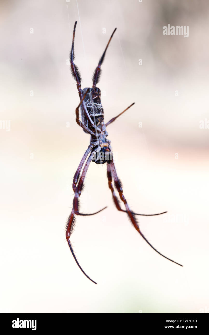 Golden Orb-Weaver Spinne (Nephila edulis) im Web ein. Entwood Heiligtum ...